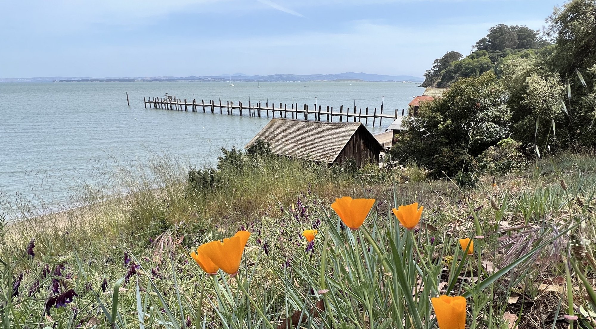 Home – Friends of China Camp