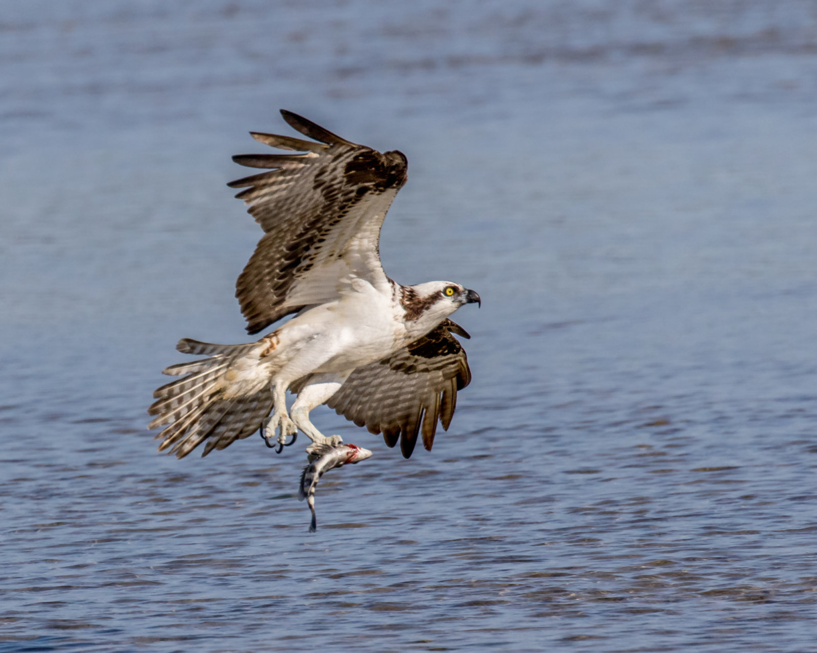 Nature notes: winter’s treasures – Friends of China Camp