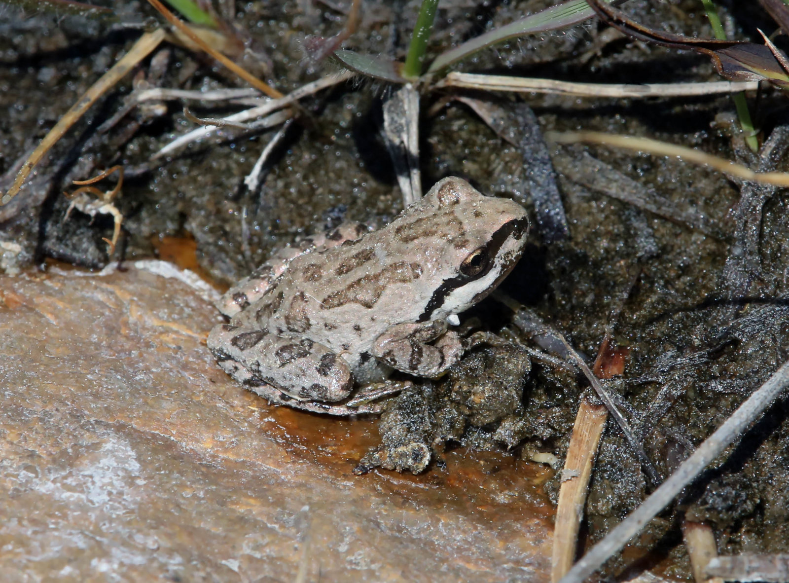 Nature notes: winter’s treasures – Friends of China Camp