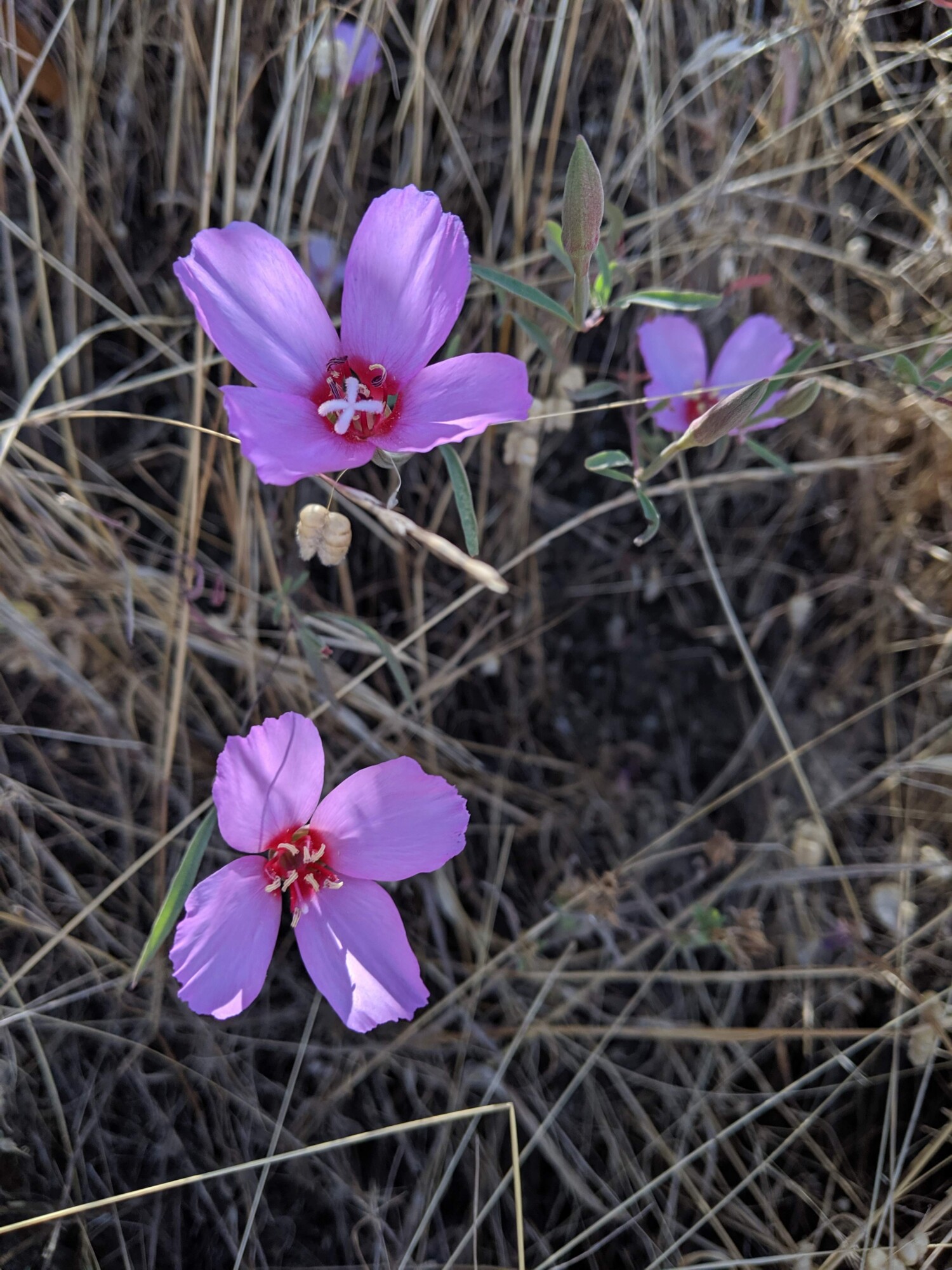 Wildflower Hike – Friends of China Camp