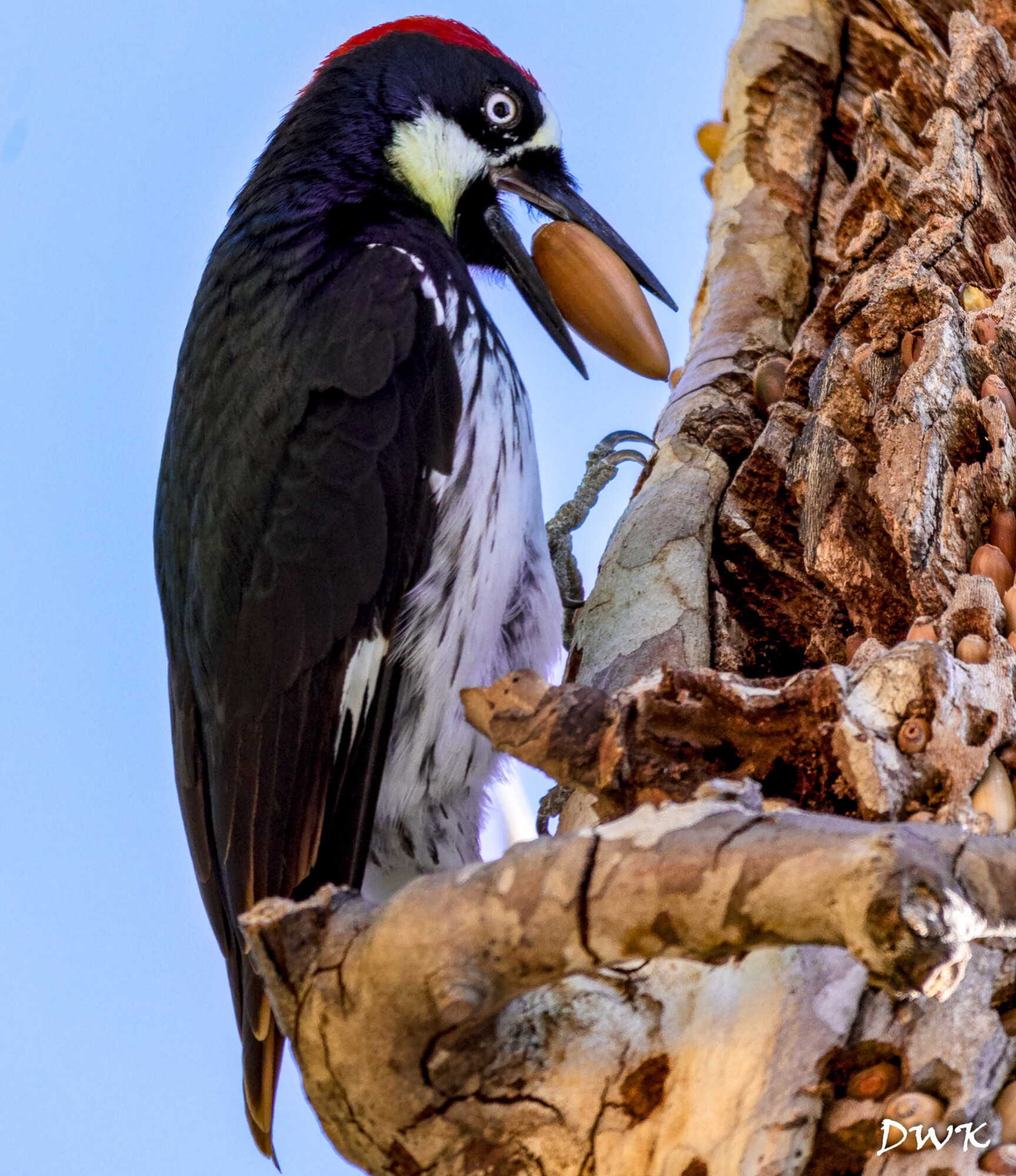 Aw nuts—it’s acorn season – Friends of China Camp
