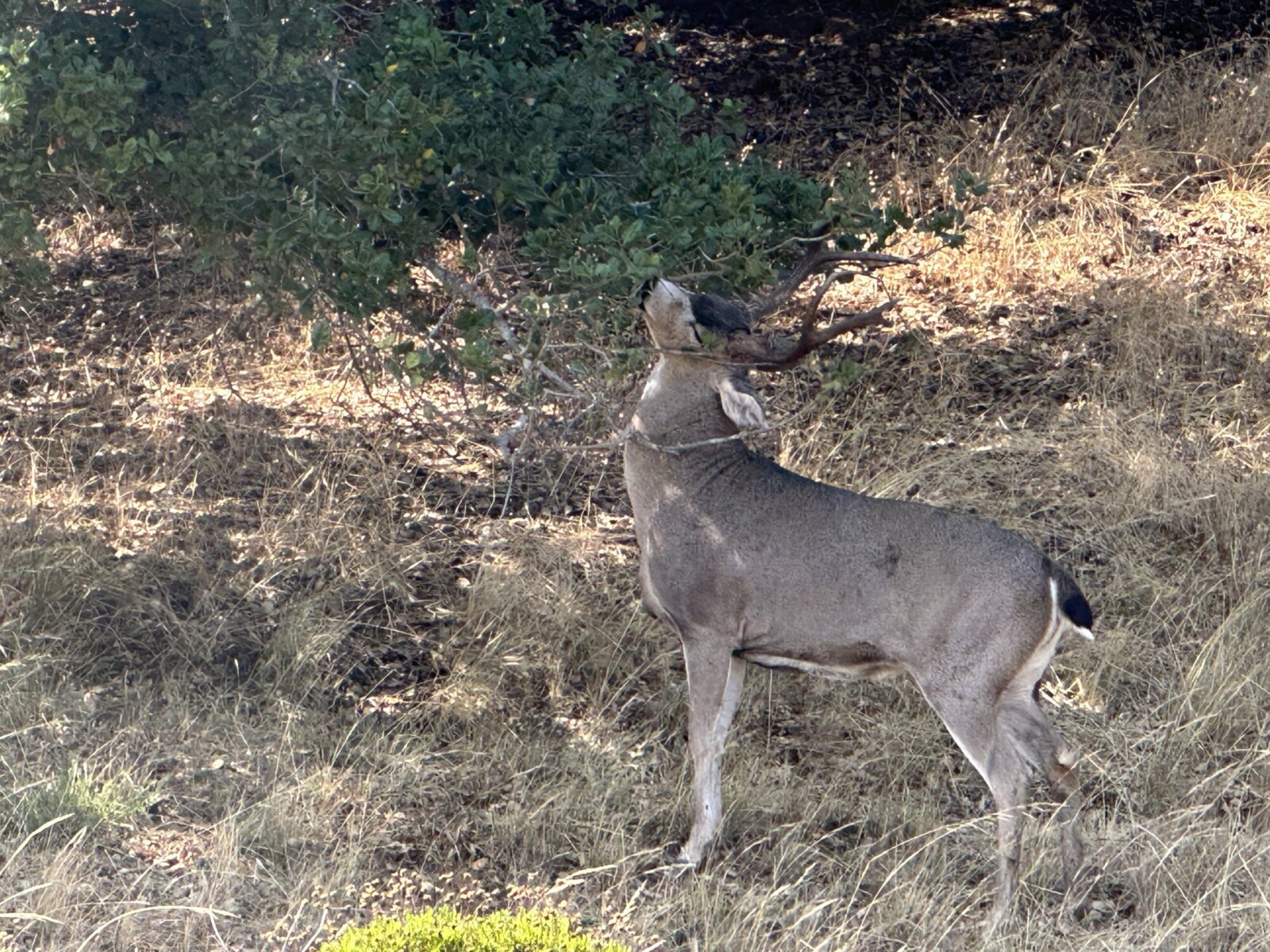 Aw nuts—it’s acorn season – Friends of China Camp