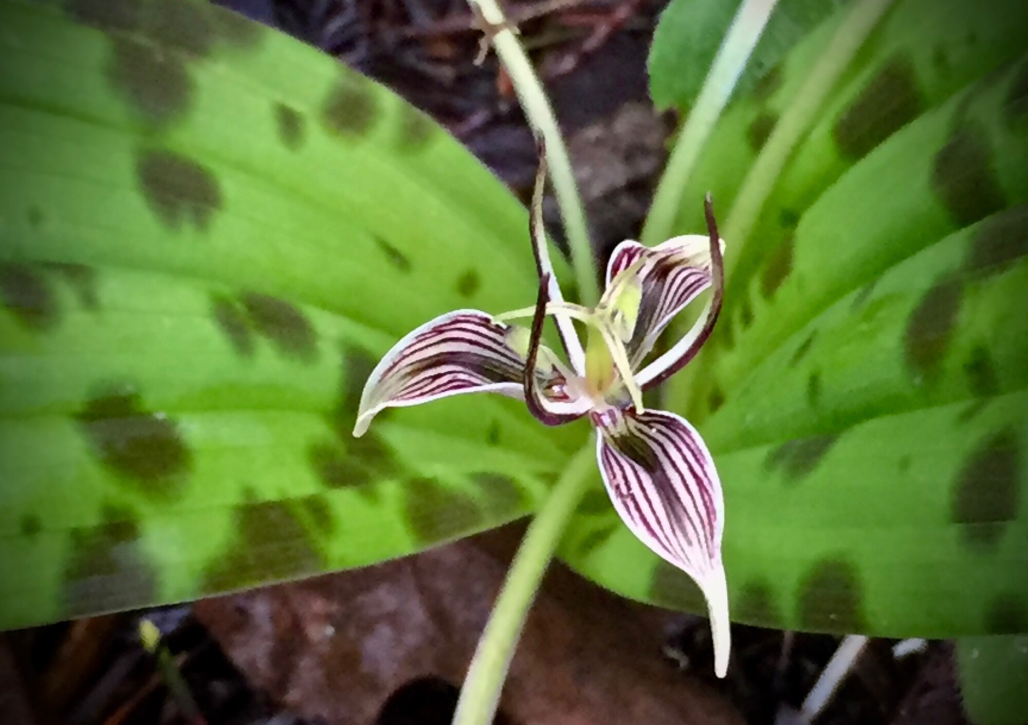 First flowers – Friends of China Camp