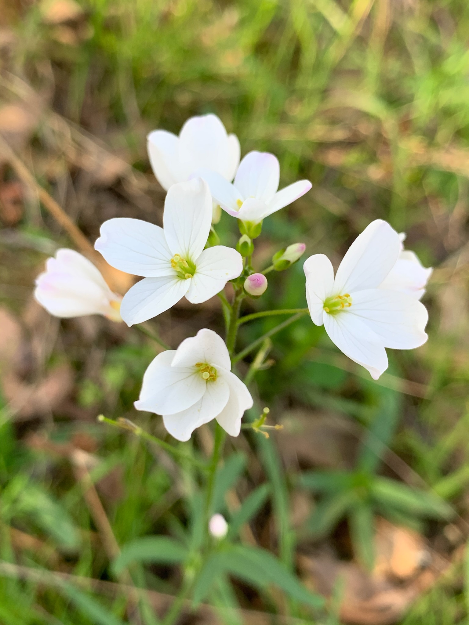 First flowers – Friends of China Camp