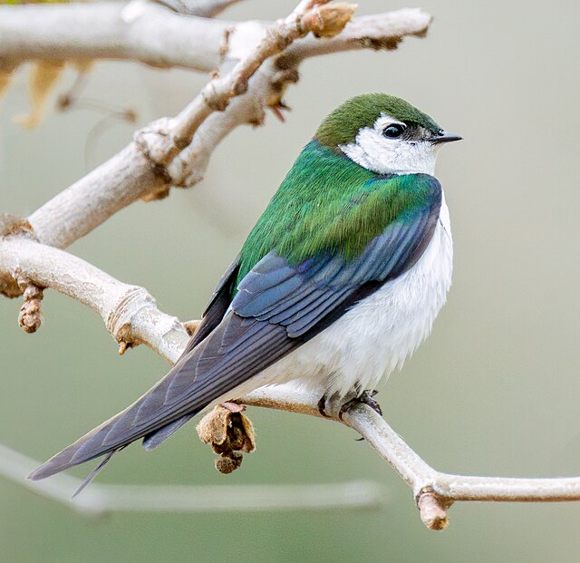 Birding Hike – Friends of China Camp