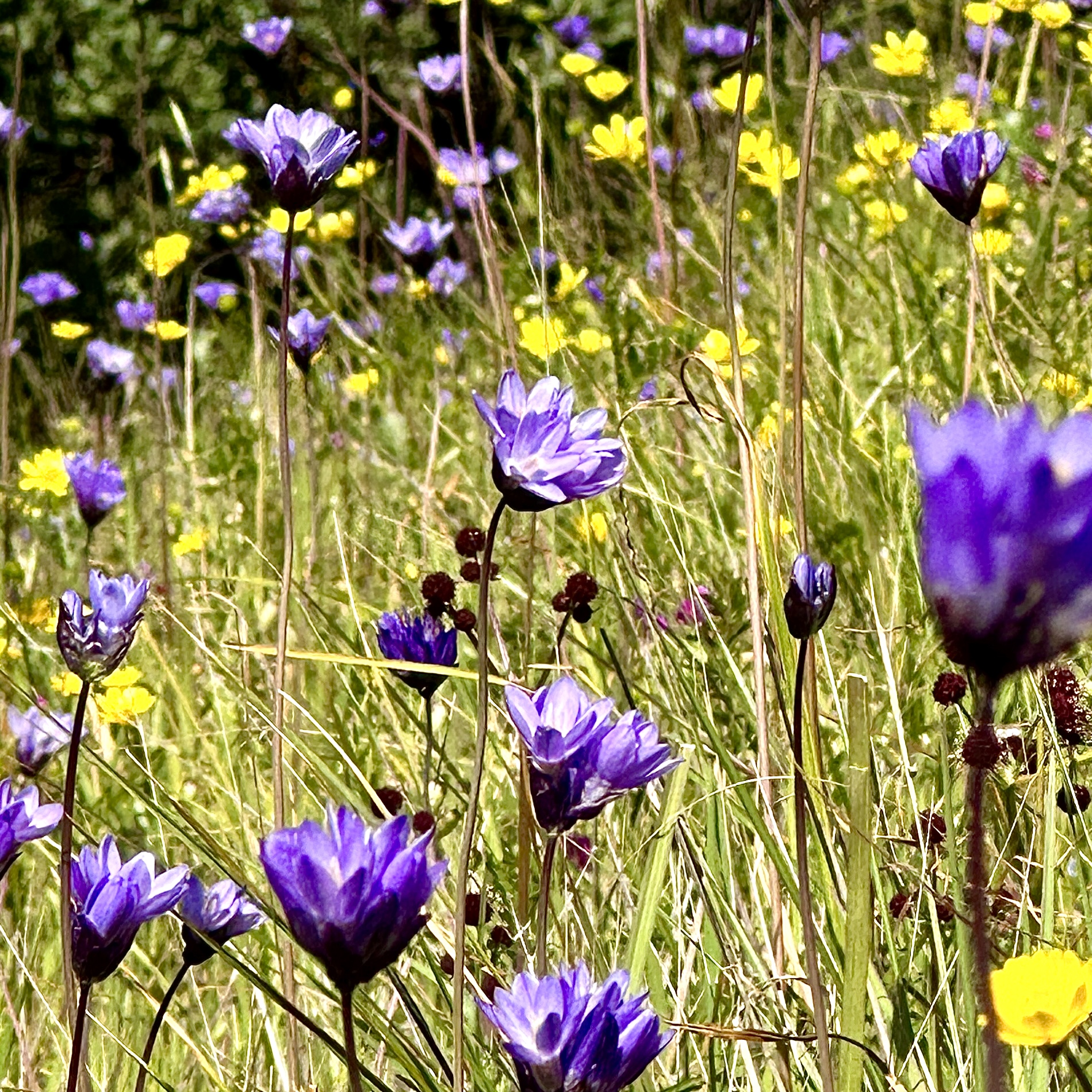 Wildflower walk: spring in full swing – Friends of China Camp